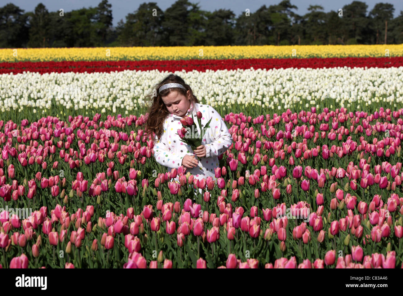 Tulip field in norfolk IN FLOWER Stock Photo - Alamy