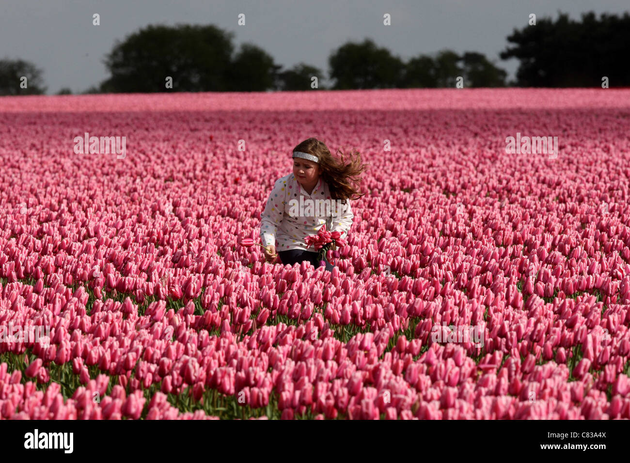 Tulip field in norfolk IN FLOWER Stock Photo - Alamy