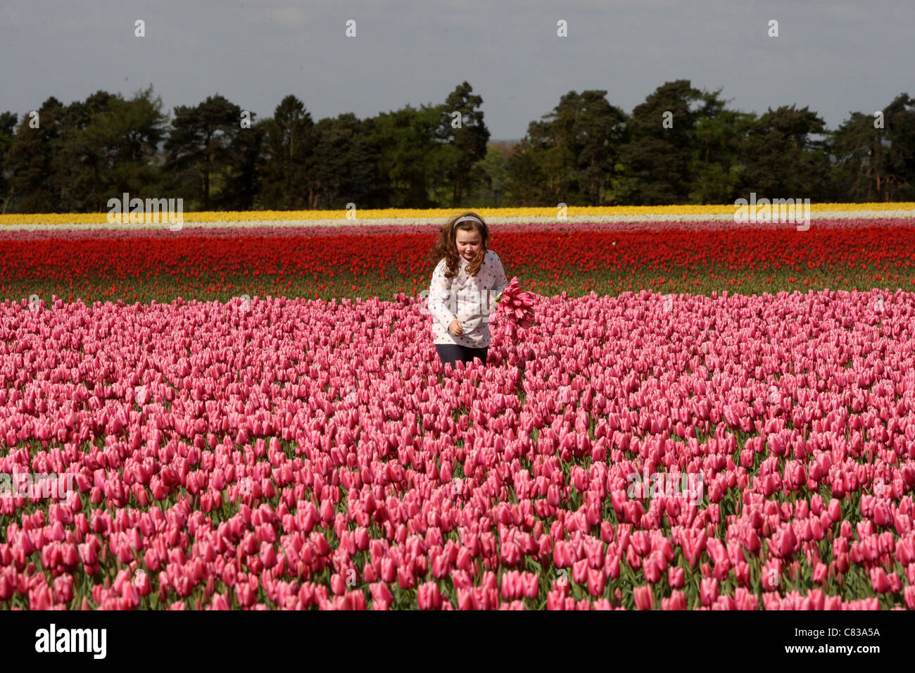 Tulip field in norfolk IN FLOWER Stock Photo - Alamy