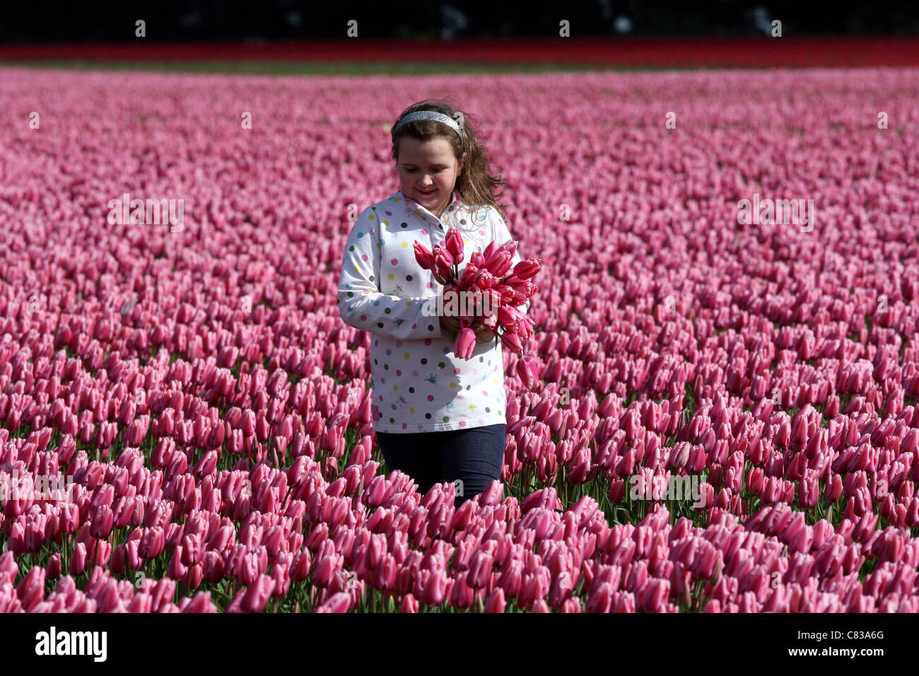 Tulip field in norfolk IN FLOWER Stock Photo - Alamy