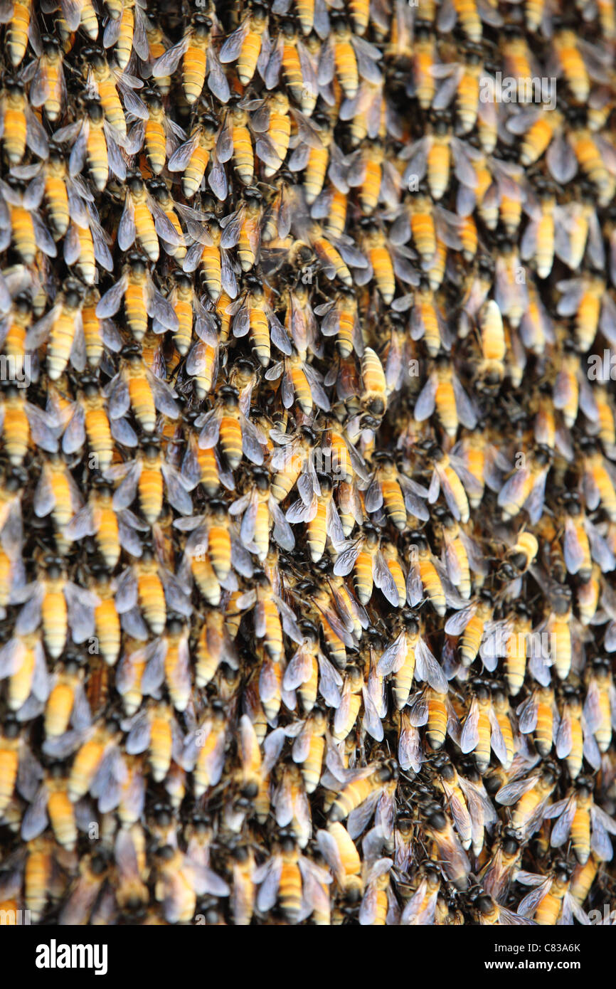 Indian honey bees hi-res stock photography and images - Alamy