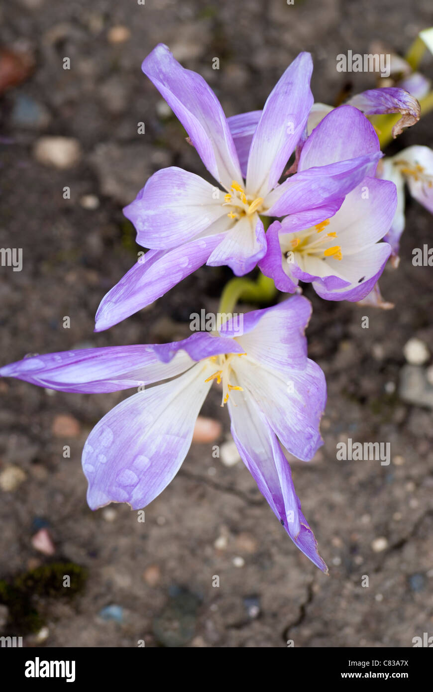Whiteand blue flowers hi-res stock photography and images - Alamy