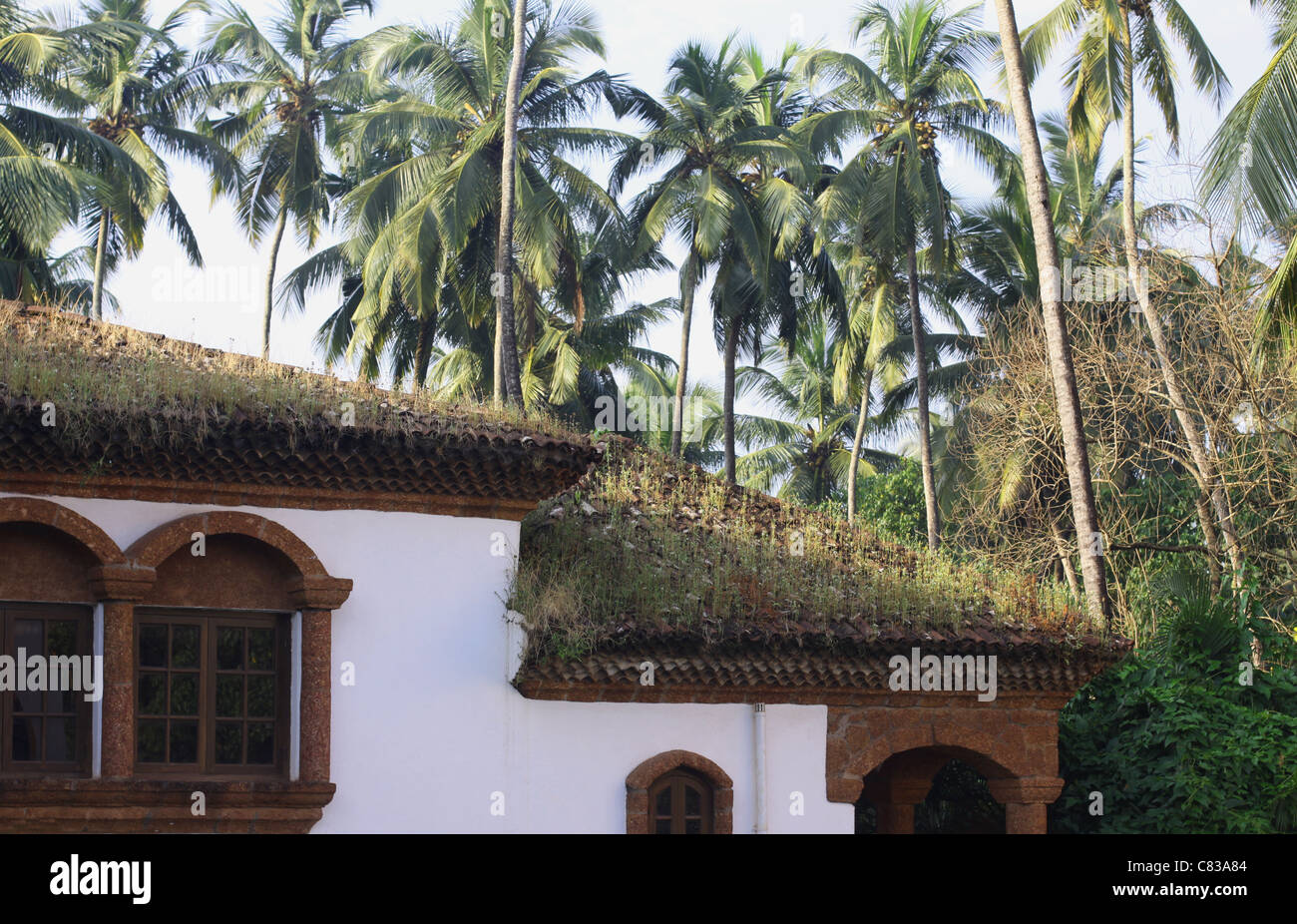 Window of House with Coconut Tree Stock Photo - Alamy