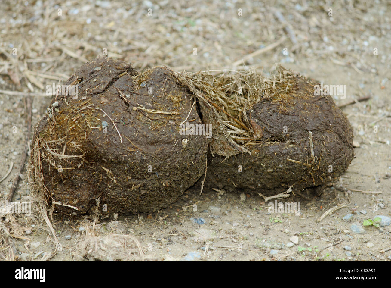 Elephant dung, India Stock Photo - Alamy