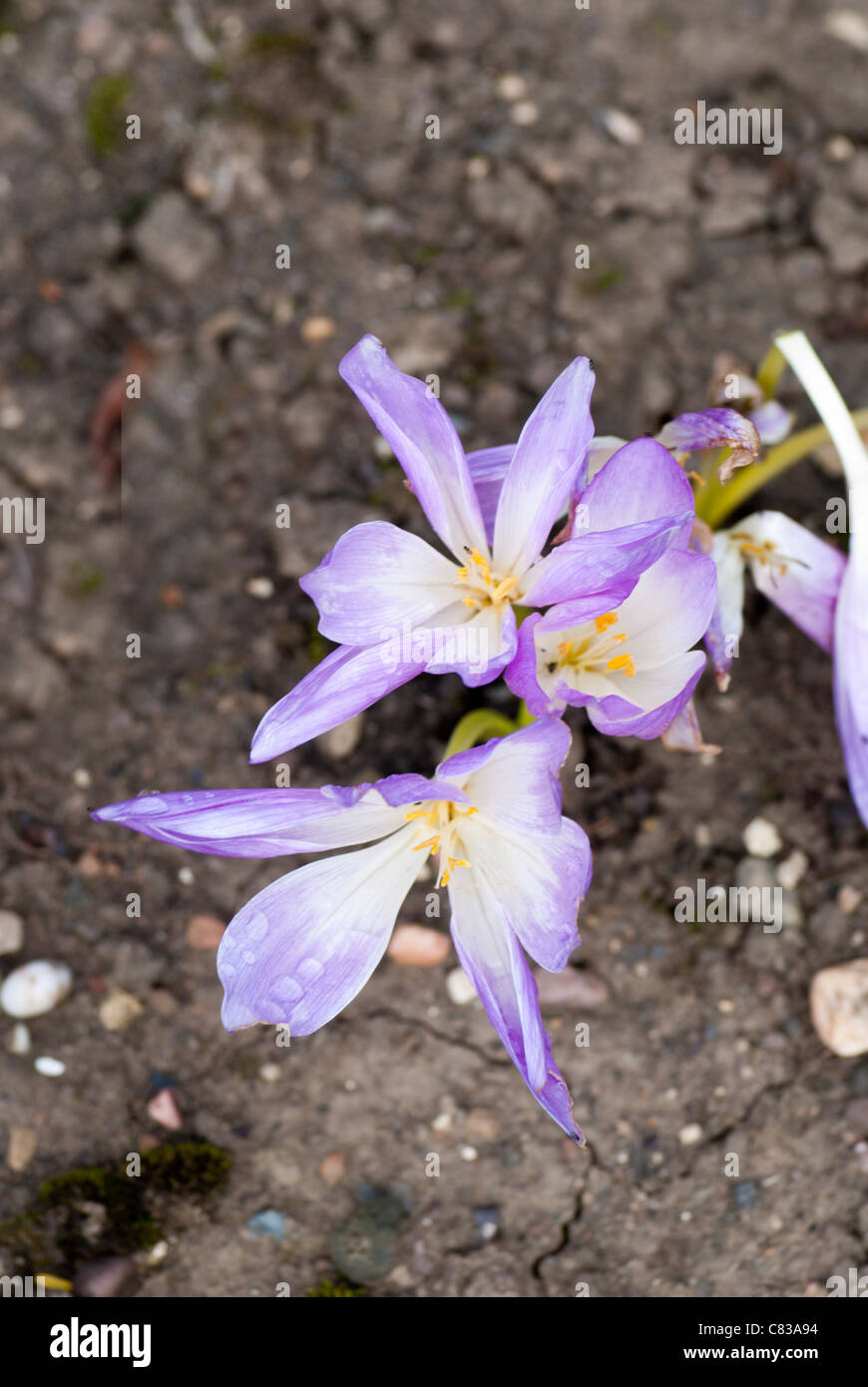 Colchicum bornmuelleri hi-res stock photography and images - Alamy