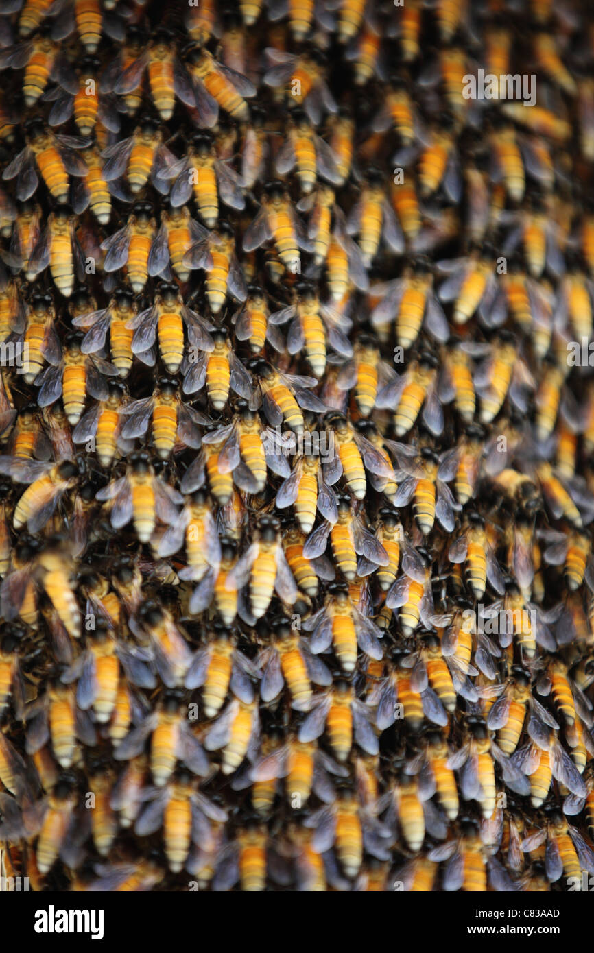 Indian honey bees hi-res stock photography and images - Alamy