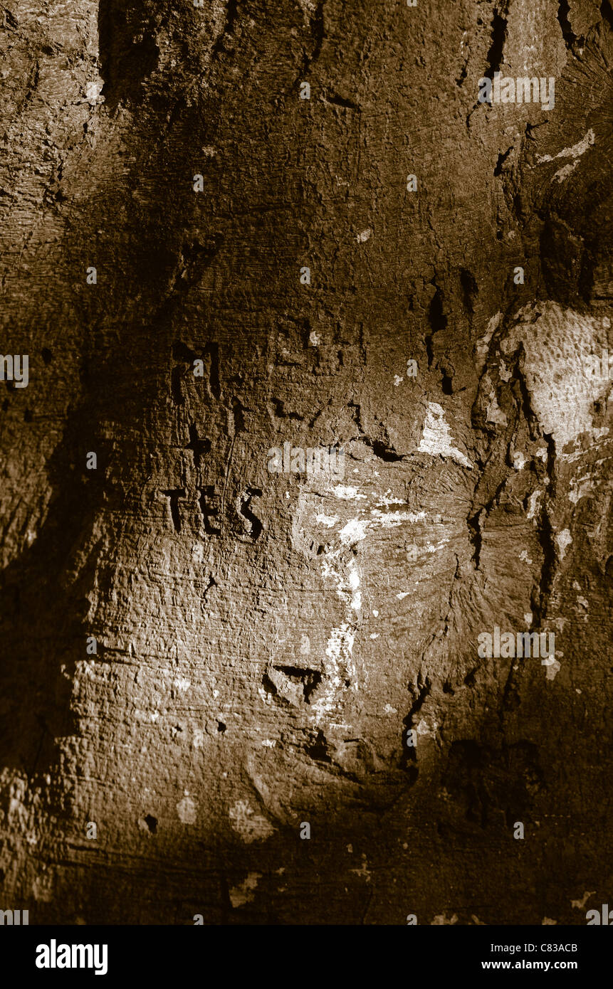 Tree bark with carved letters Stock Photo - Alamy