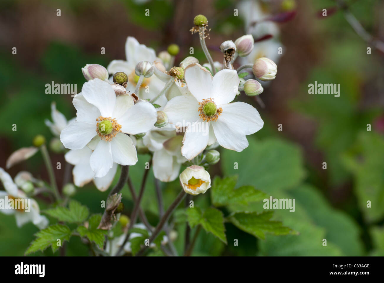 Classic white anemone hi-res stock photography and images - Alamy