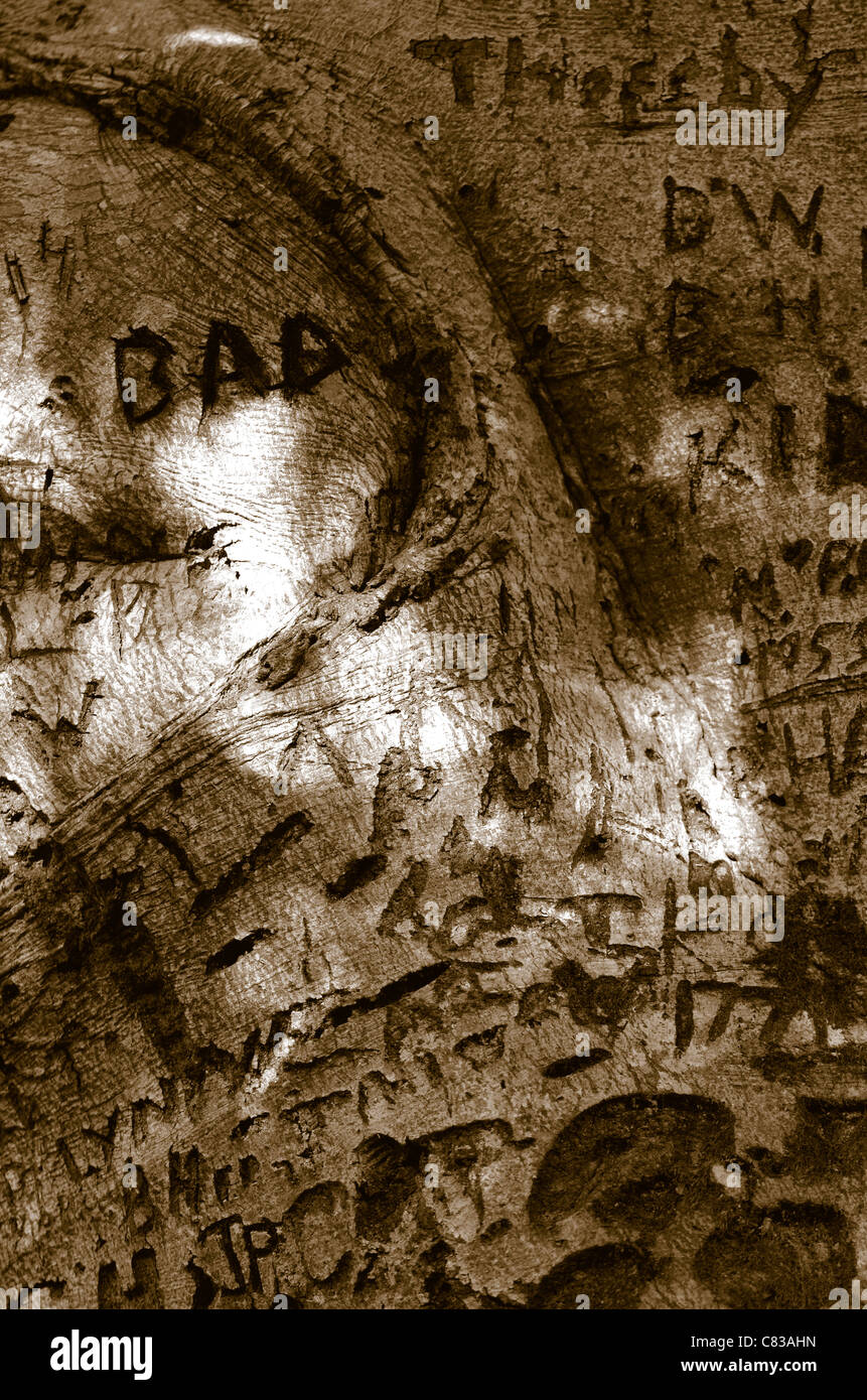 Names cut into tree trunk bark Stock Photo - Alamy