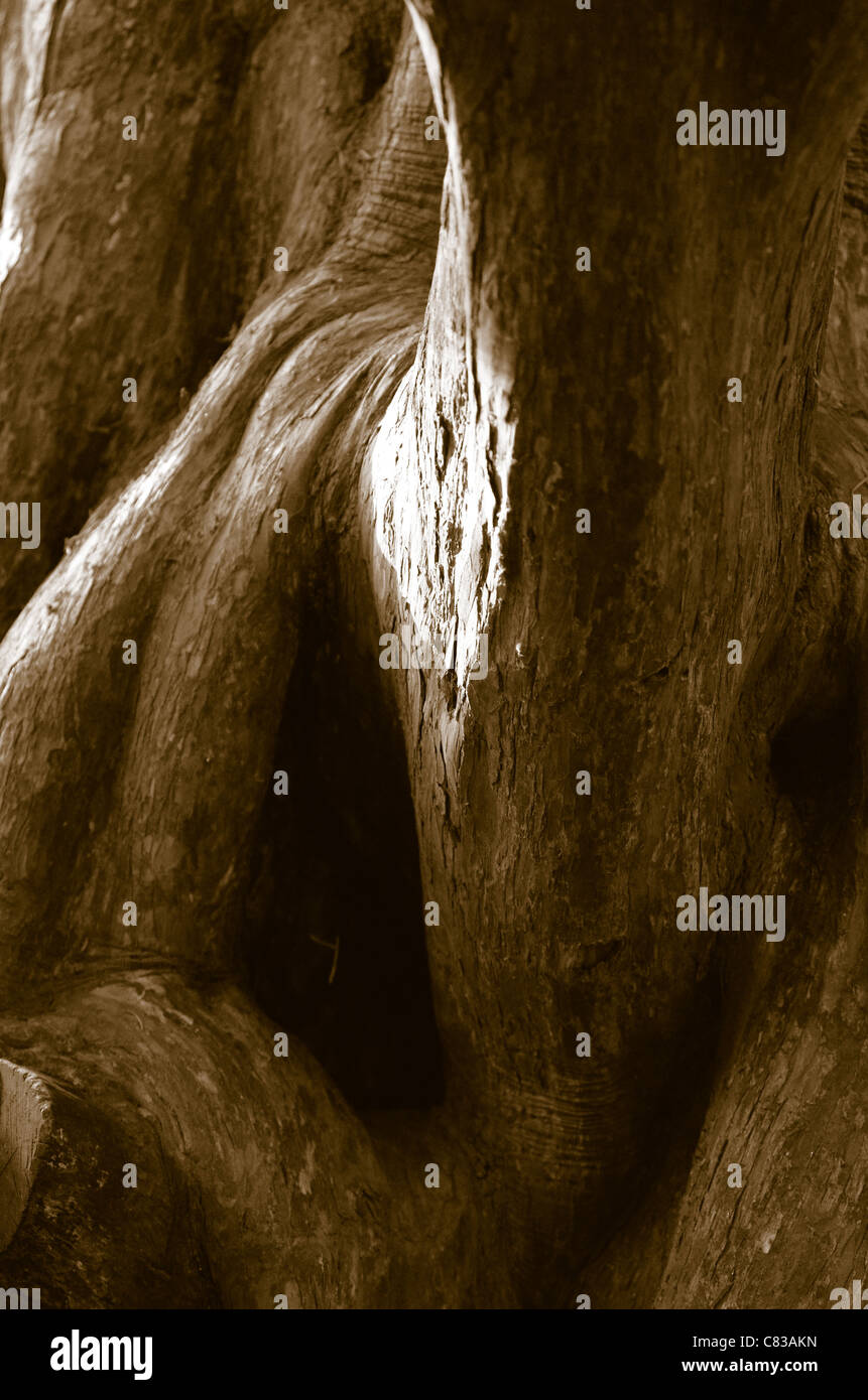 Moody tree trunk Stock Photo - Alamy