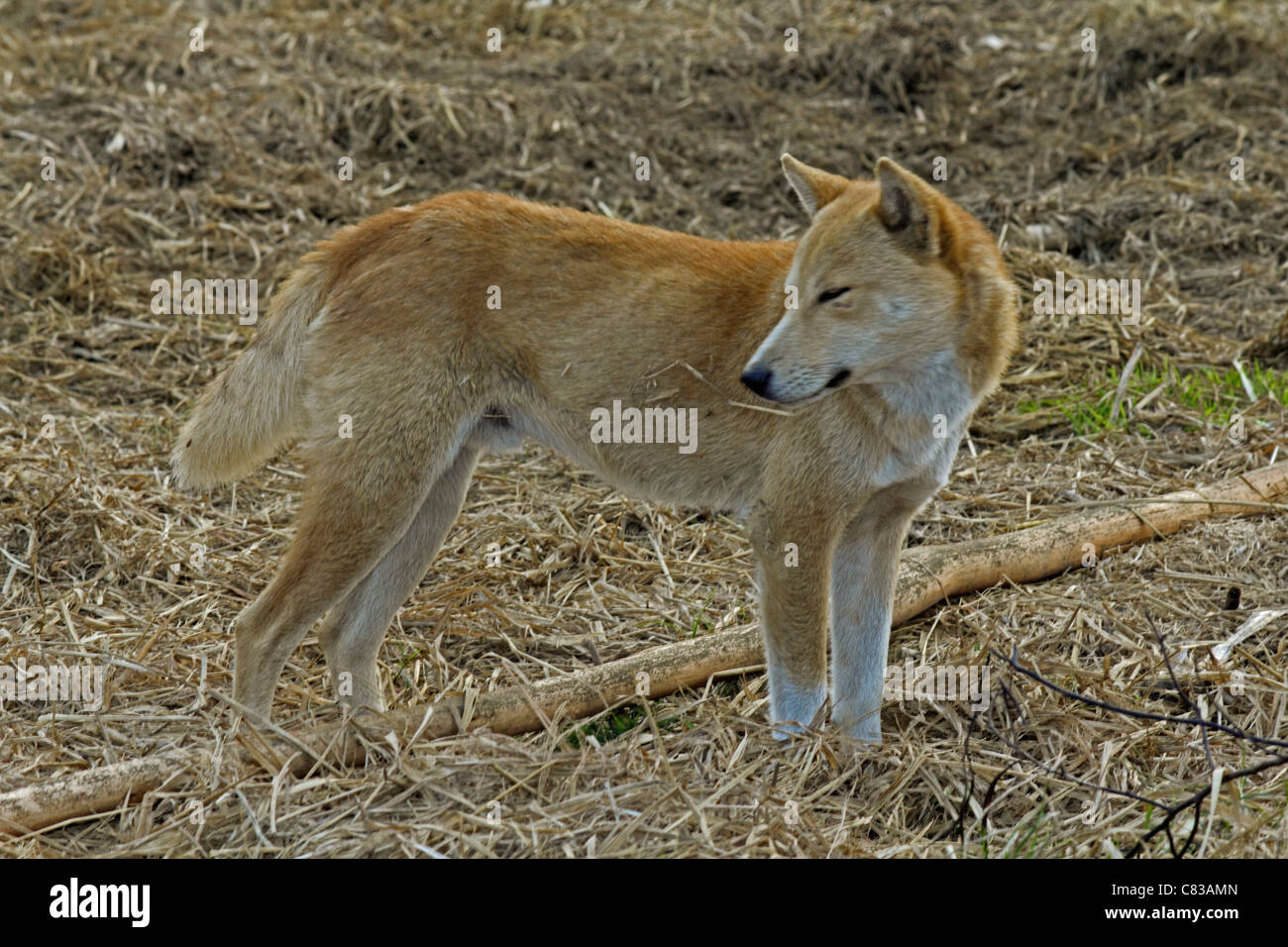 Wild dog, India Stock Photo - Alamy