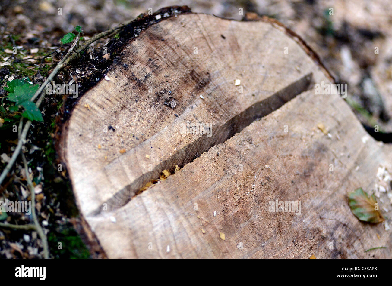 chain saw cut in tree trunk stump Stock Photo - Alamy