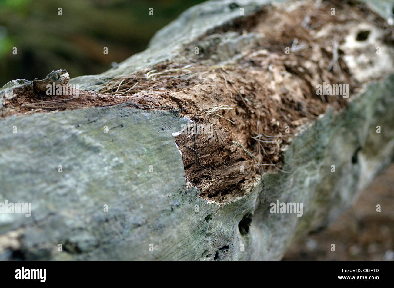 Tree bark showing decay Stock Photo - Alamy