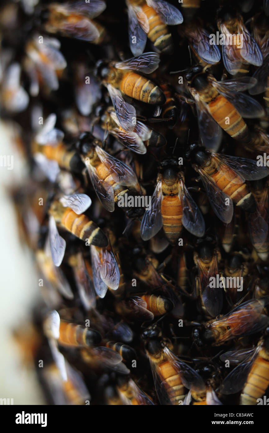 Indian honey bees hi-res stock photography and images - Alamy