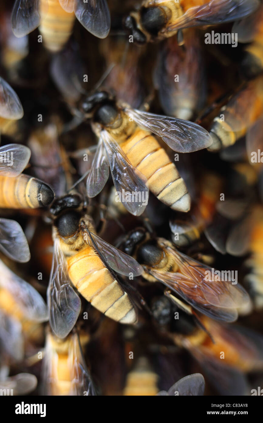 Indian honey bees hi-res stock photography and images - Alamy