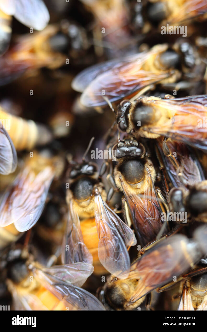 Wild bee hive Andhra Pradesh South India Stock Photo - Alamy