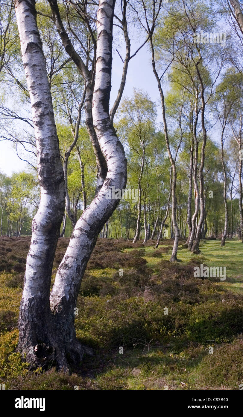 Close up on Trunk of a Twisted Witchy Silver Birch Tree (Betula pendula ...