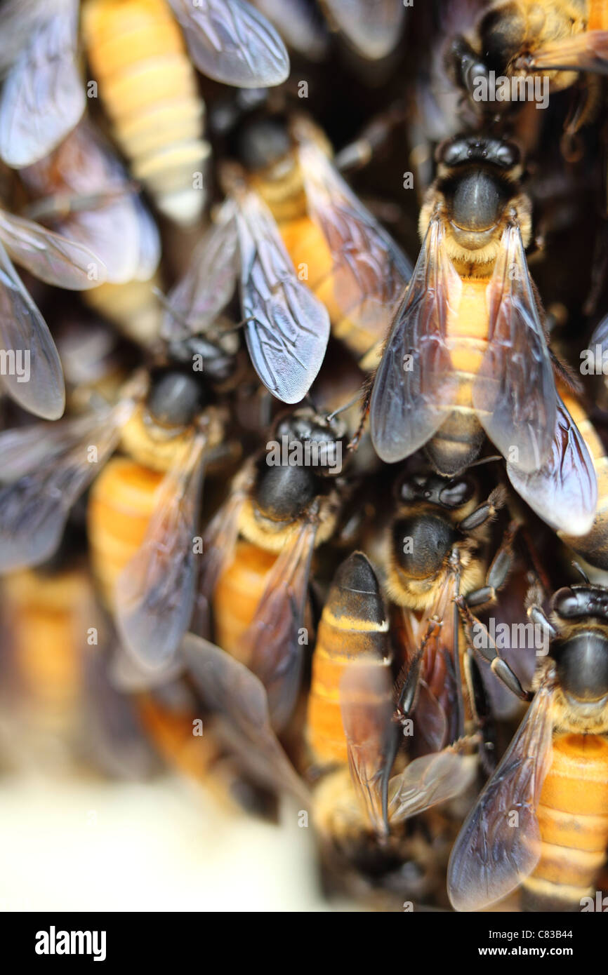 Wild bee hive Andhra Pradesh South India Stock Photo - Alamy