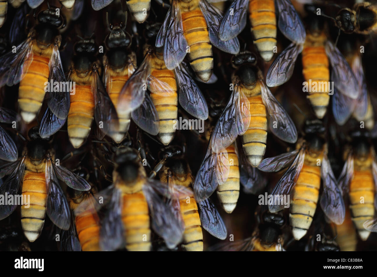 Indian hive hi-res stock photography and images - Alamy