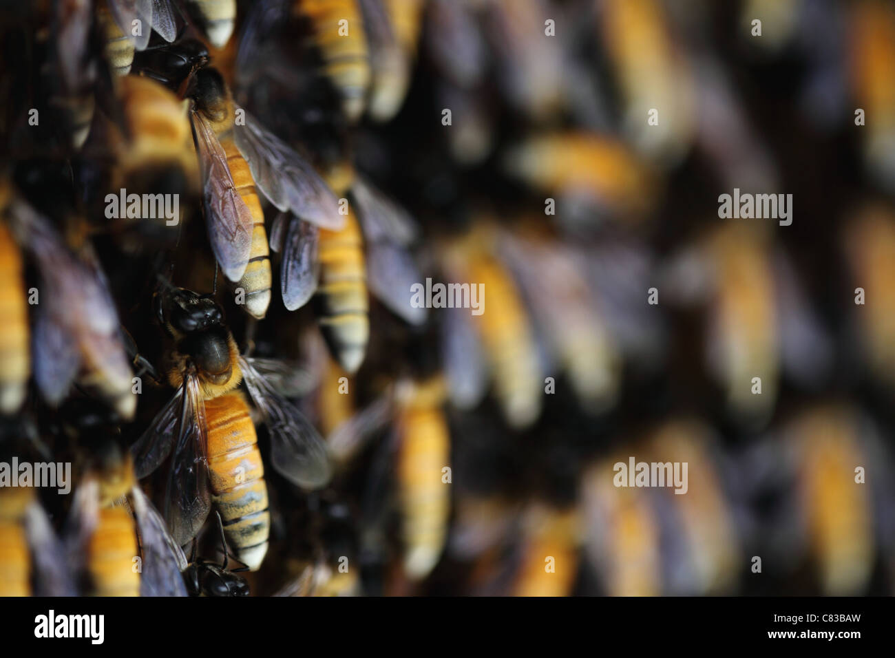 Wild bee hive Andhra Pradesh South India Stock Photo - Alamy