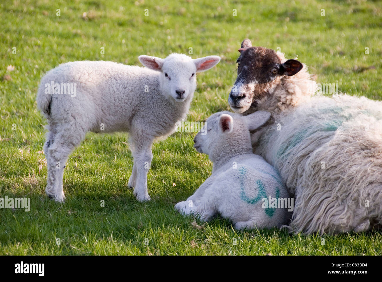 Close up on Mother Sheep and Baby Lambs Lying in Field, Grounds of ...