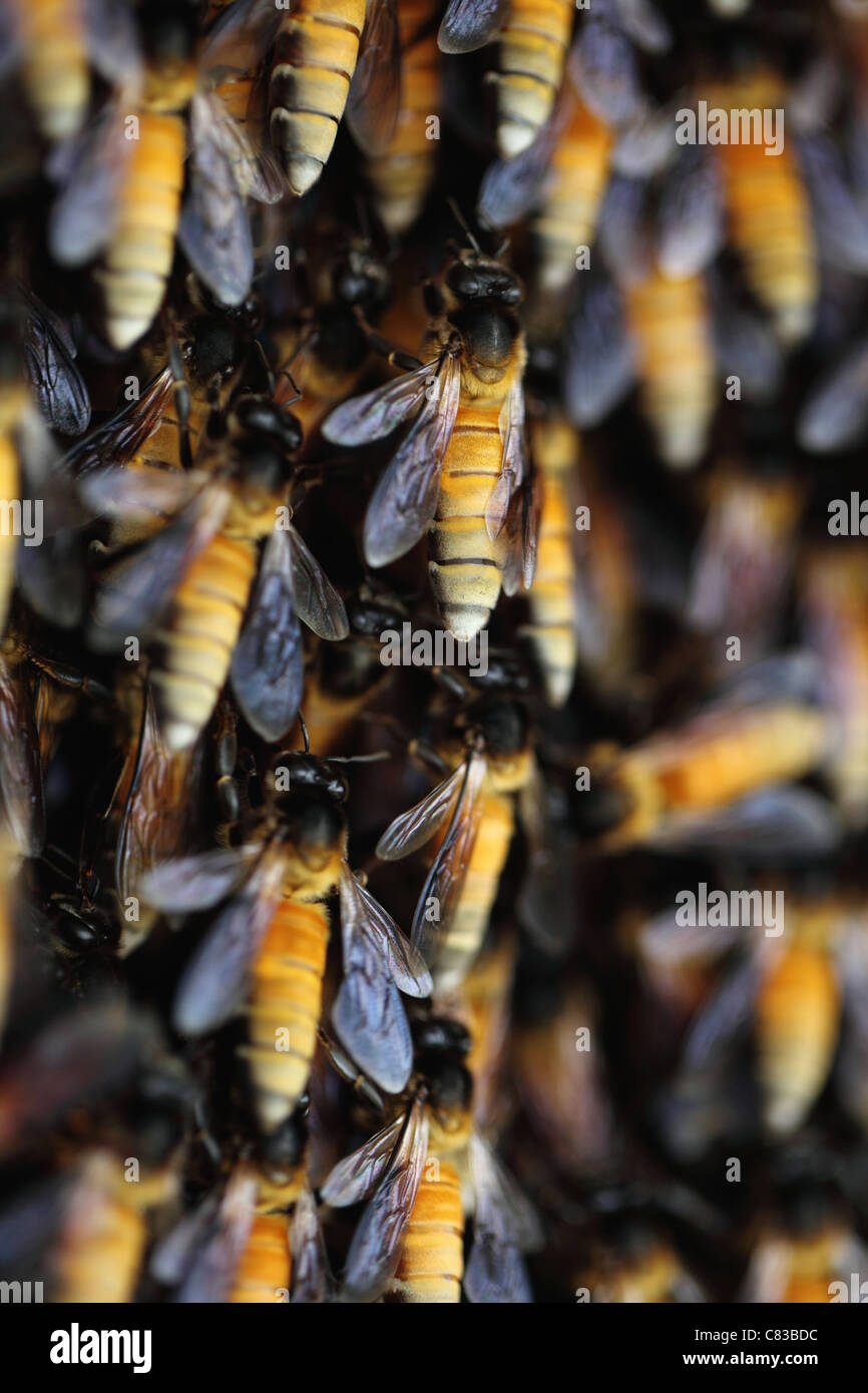Wild bee hive Andhra Pradesh South India Stock Photo - Alamy