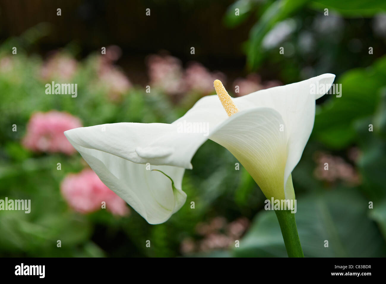 Zantedeschia aethiopica hi-res stock photography and images - Alamy
