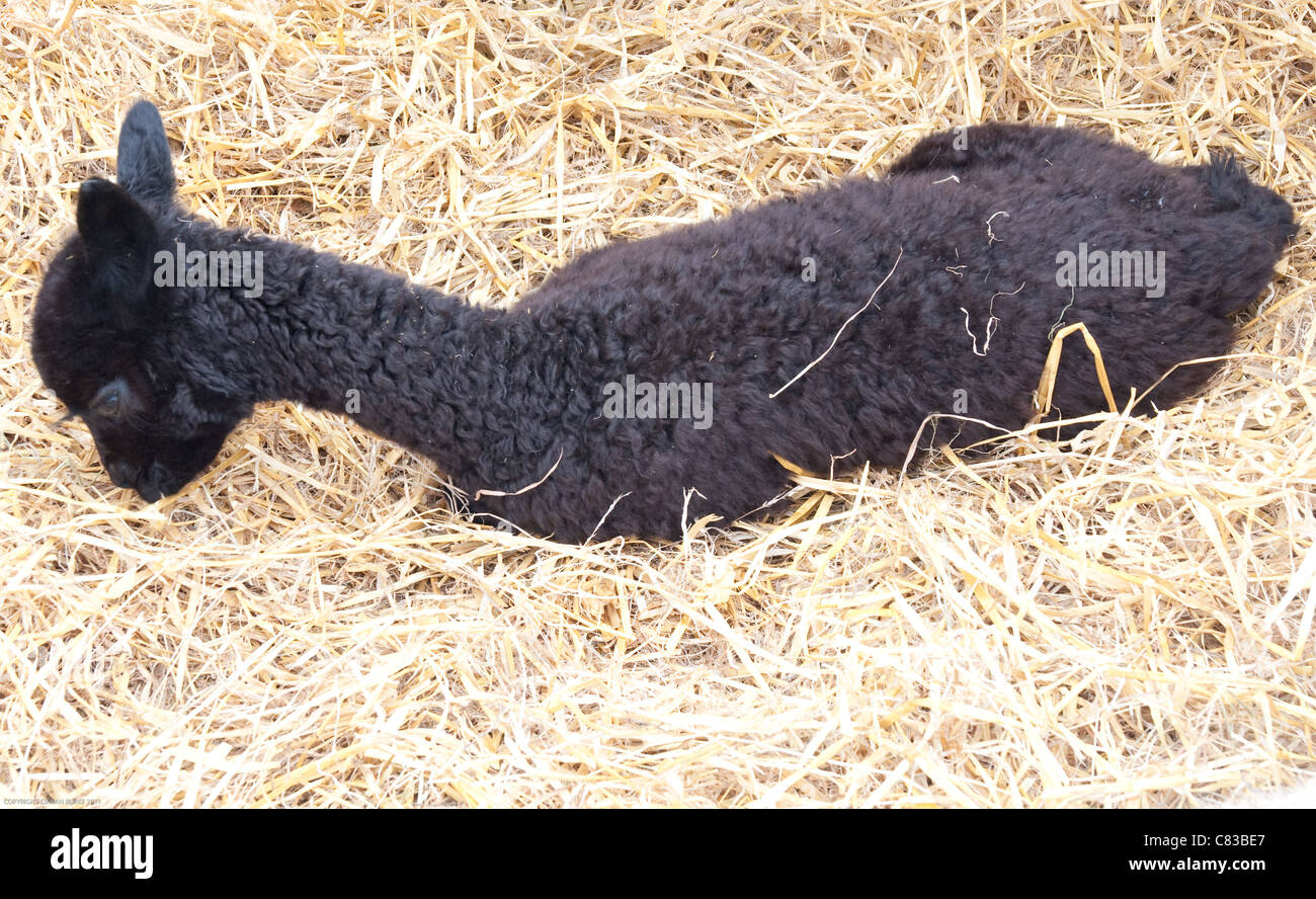 Black alpaca hi-res stock photography and images - Alamy