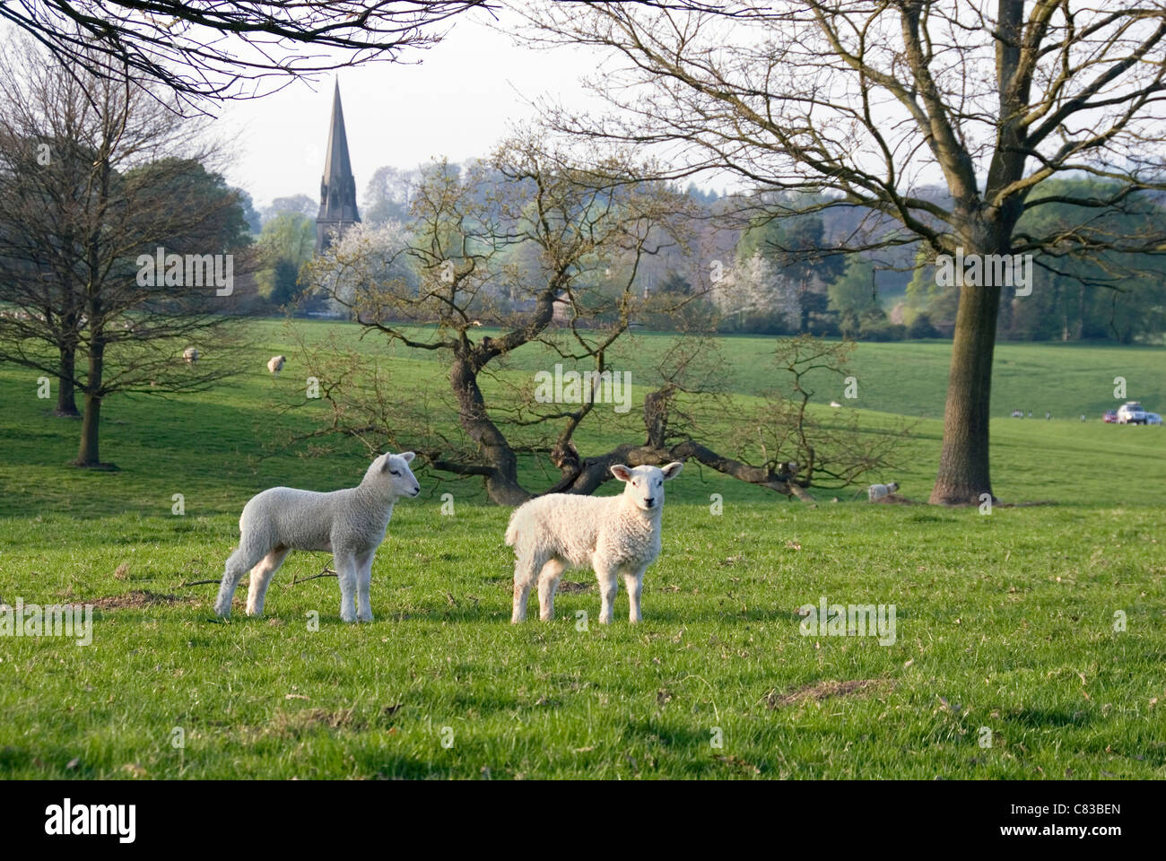 Chatsworth house farm hi-res stock photography and images - Alamy