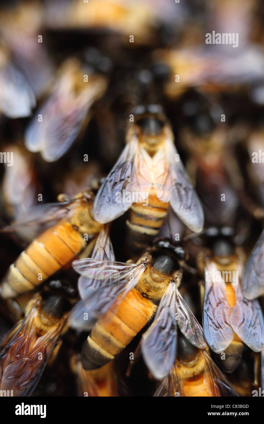 Indian honey bees hi-res stock photography and images - Alamy