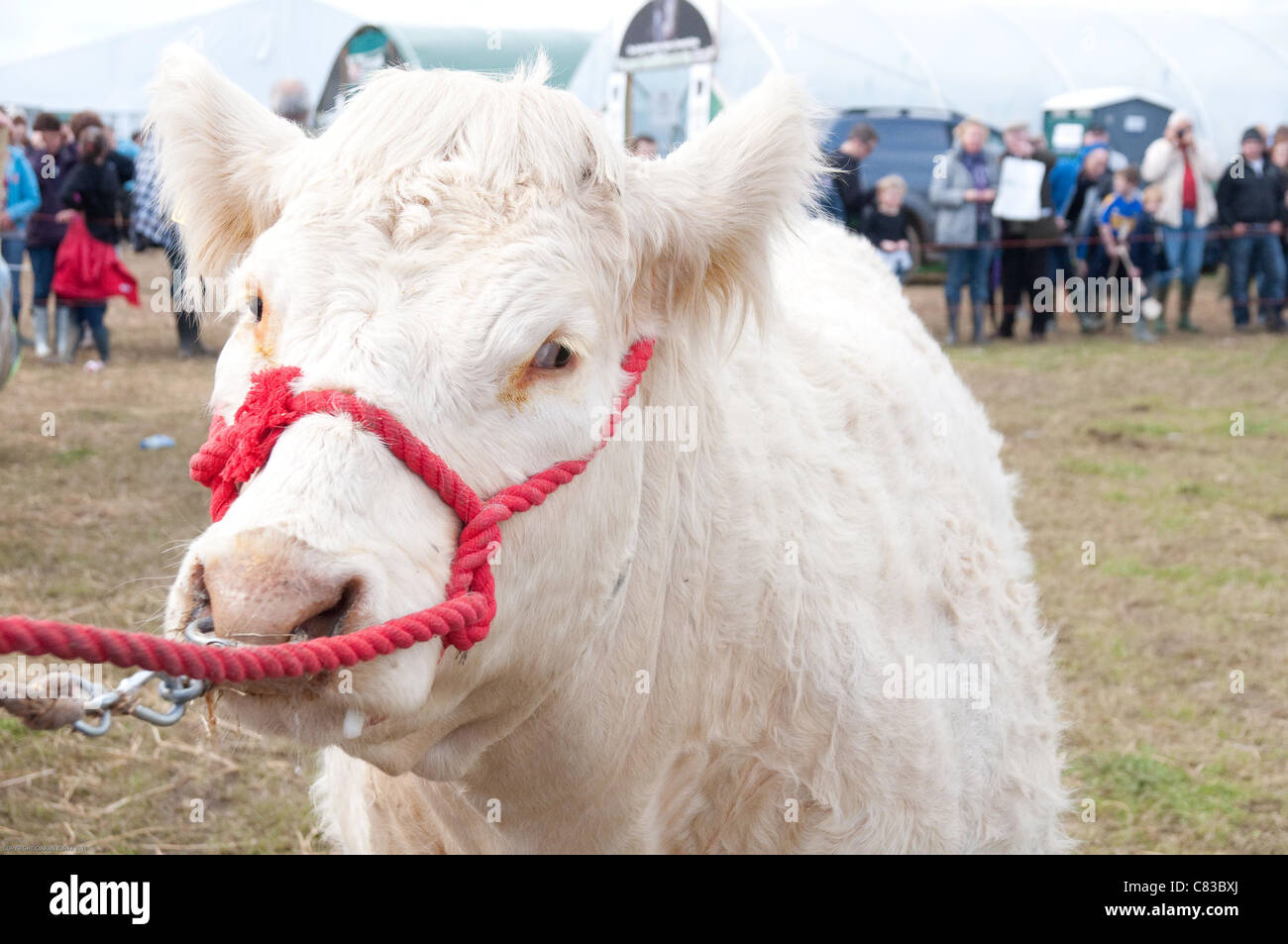 White bull hi-res stock photography and images - Alamy