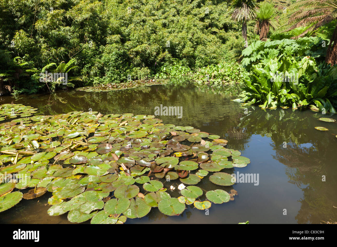 A pond in the Jungle at The Lost Gardens of Heligan, Pentewan, St ...