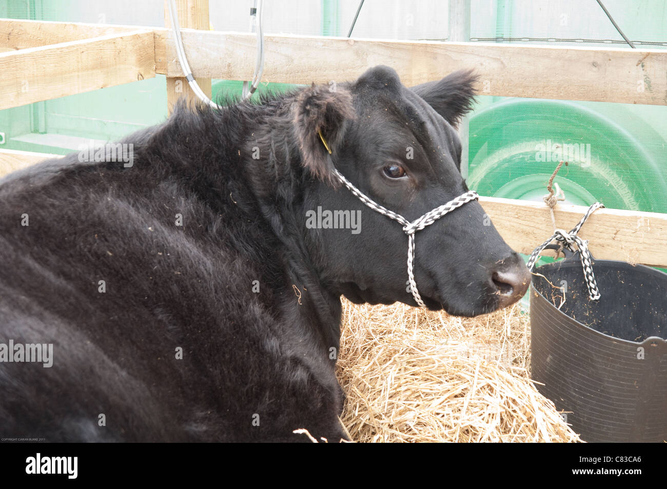 Tied cow hi-res stock photography and images - Alamy