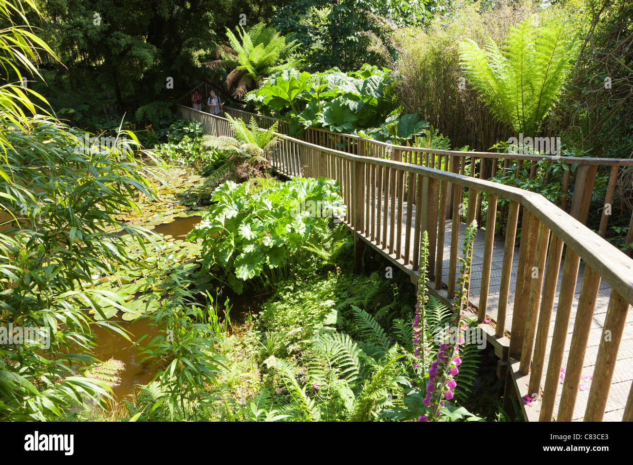Lost gardens of heligan jungle hi-res stock photography and images - Alamy