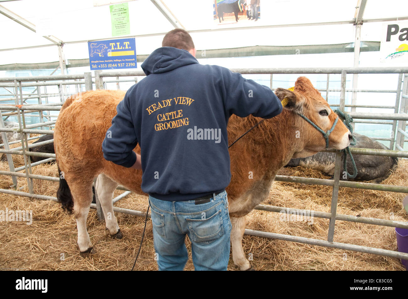 Grooming cow hi-res stock photography and images - Alamy