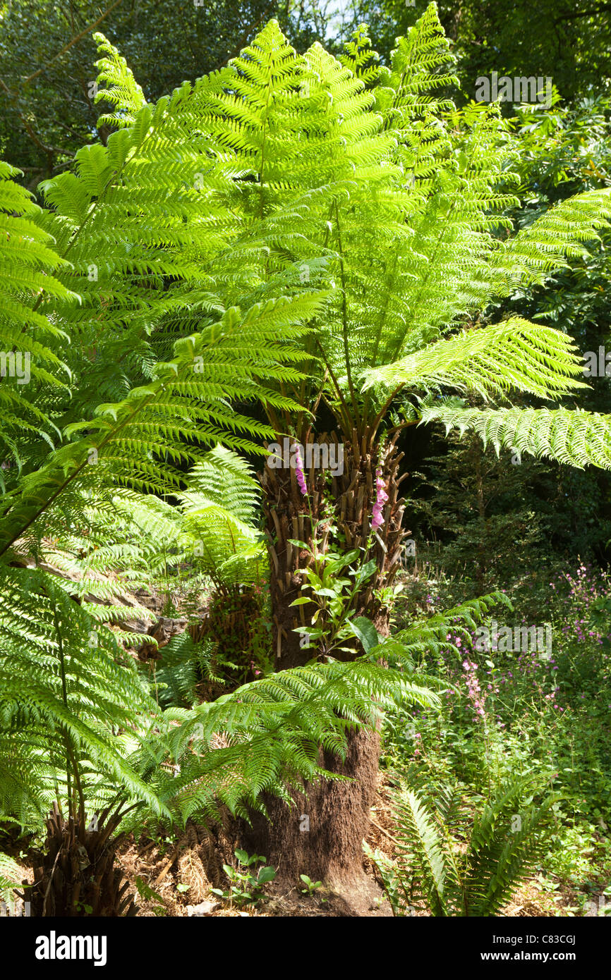 Tree ferns in the Jungle at The Lost Gardens of Heligan, Pentewan, St ...