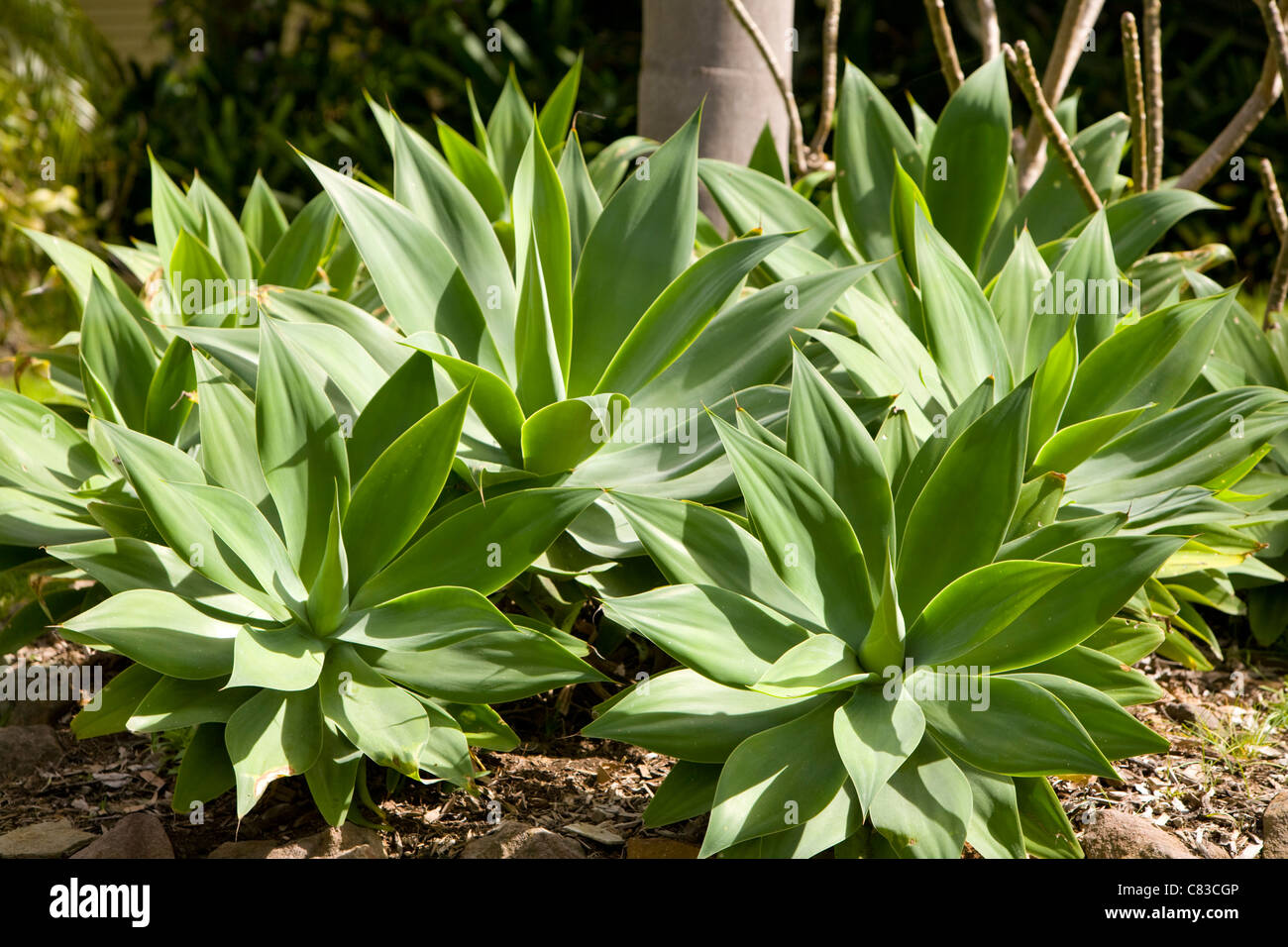 group of agave attenuata tropical plants growing in sydney, they are ...