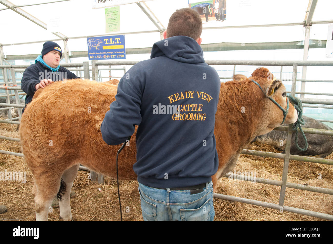 Grooming cow hi-res stock photography and images - Alamy