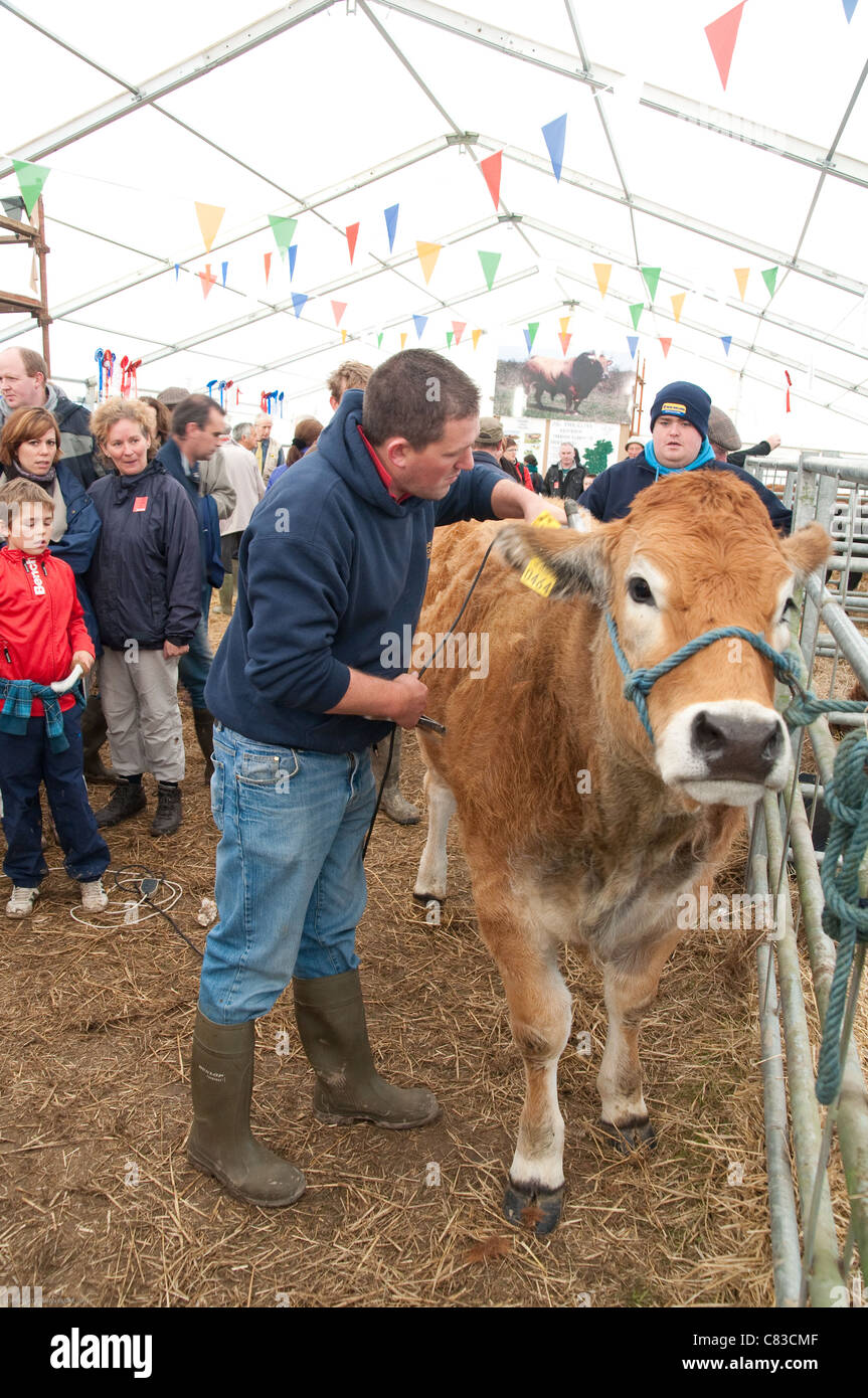 CROWD WATCHING MEN GROOMING COW Stock Photo - Alamy