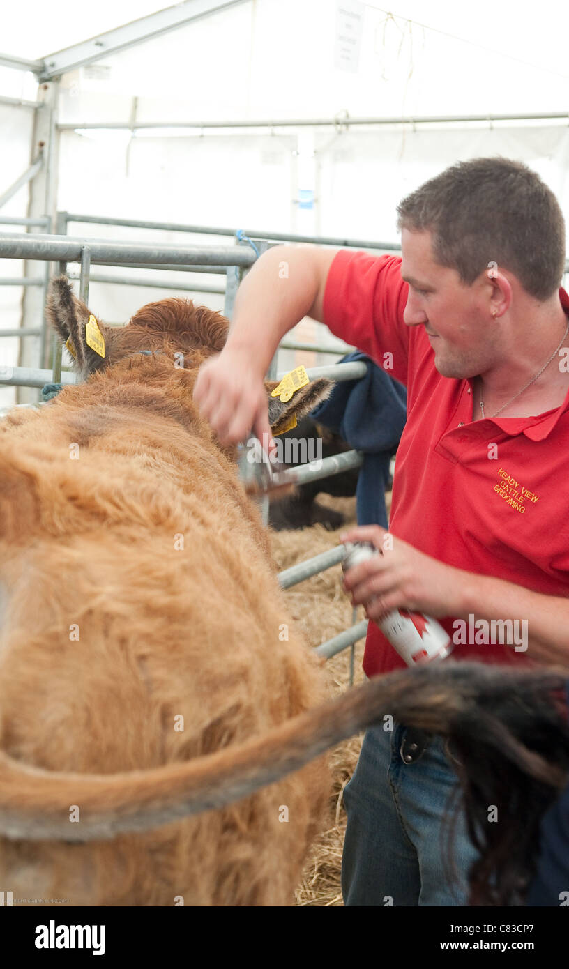 Grooming cow hi-res stock photography and images - Alamy