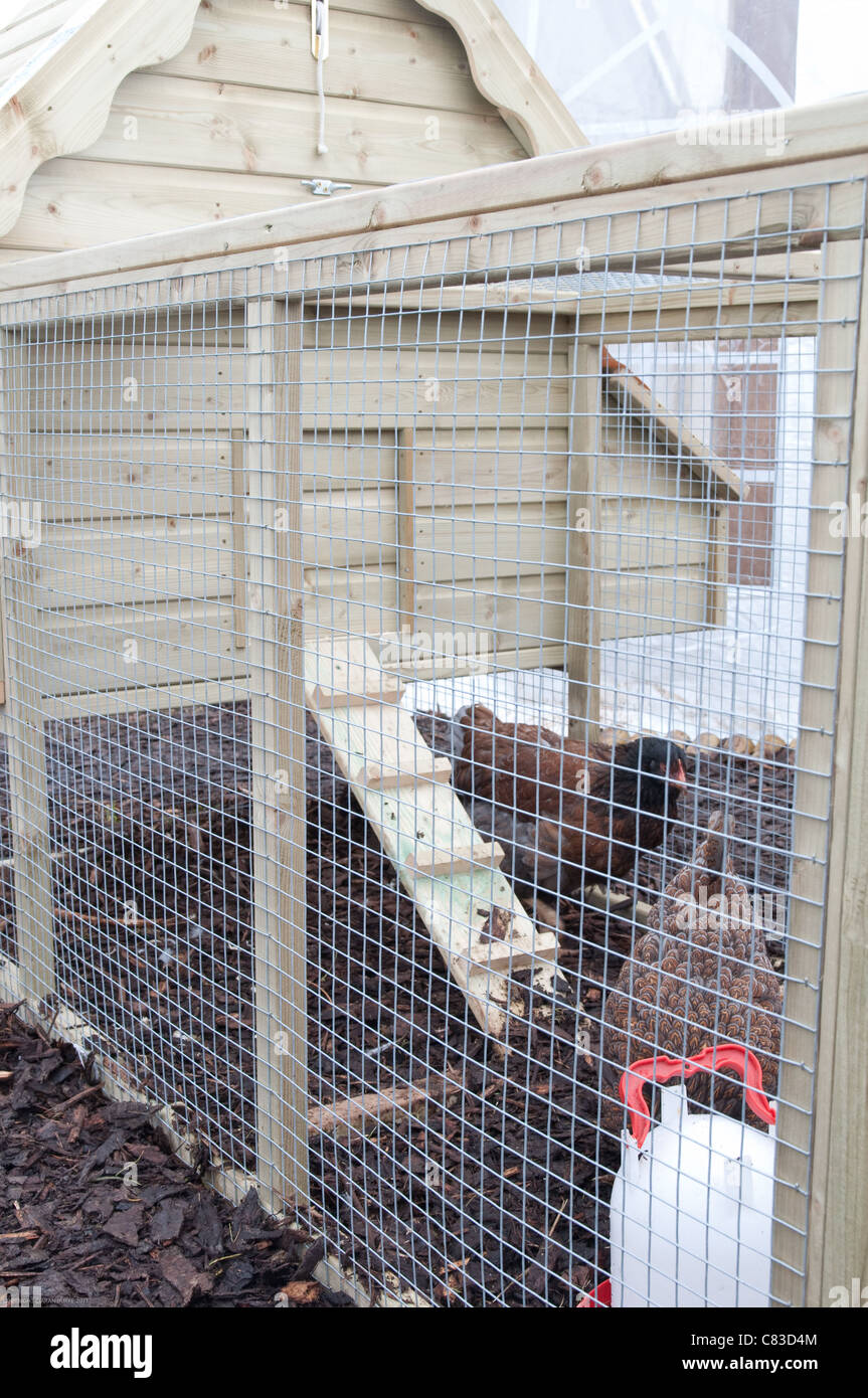 HENS IN CHICKEN RUN, HEN HOUSE Stock Photo - Alamy