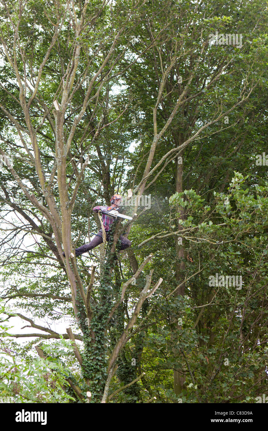 Trees Surgeons High Resolution Stock Photography and Images - Alamy