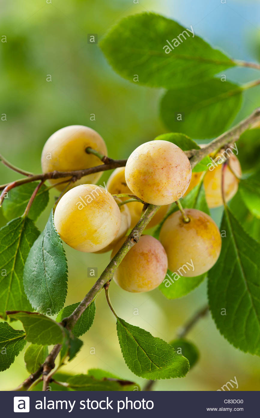 Plum Tree Autumn Stock Photos & Plum Tree Autumn Stock Images - Alamy