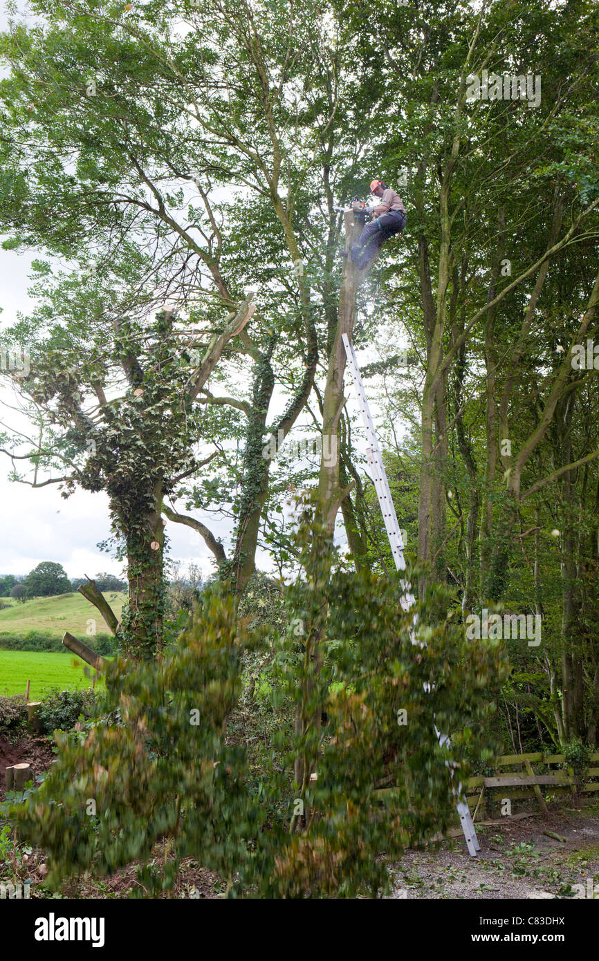 A tree surgeon felling trees at Irthington, Cumbria Stock Photo - Alamy