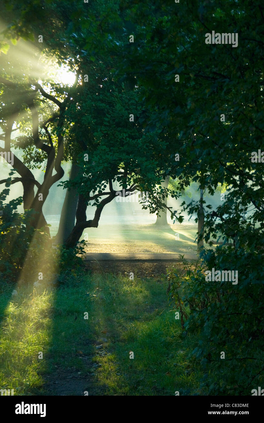 sunlight filtering through trees on Wandsworth Common, London, UK Stock ...