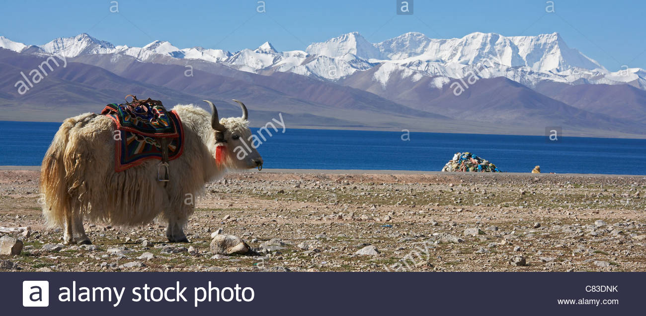 Yak Horn Stock Photos & Yak Horn Stock Images - Alamy