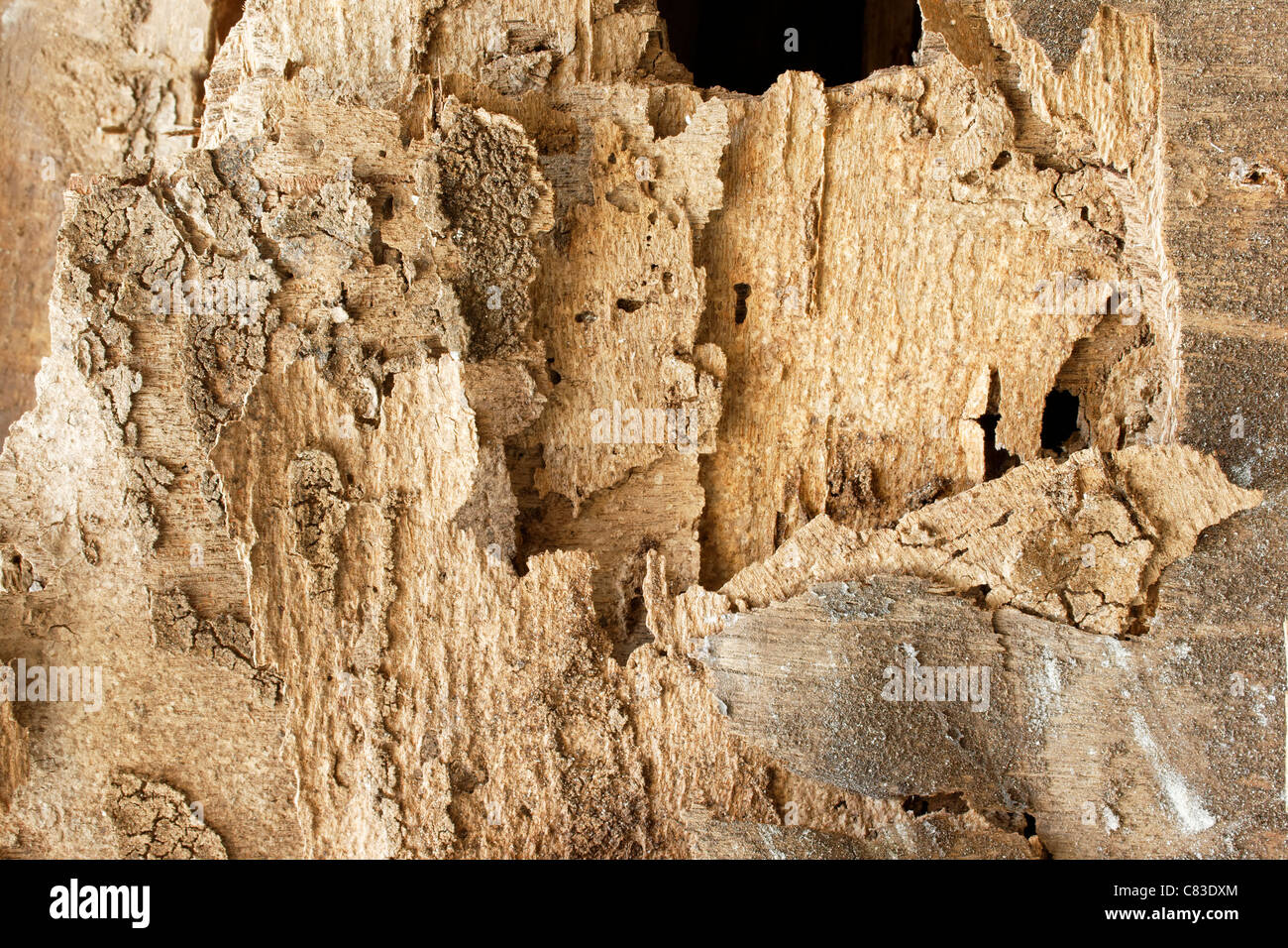 Infestation termites hi-res stock photography and images - Alamy