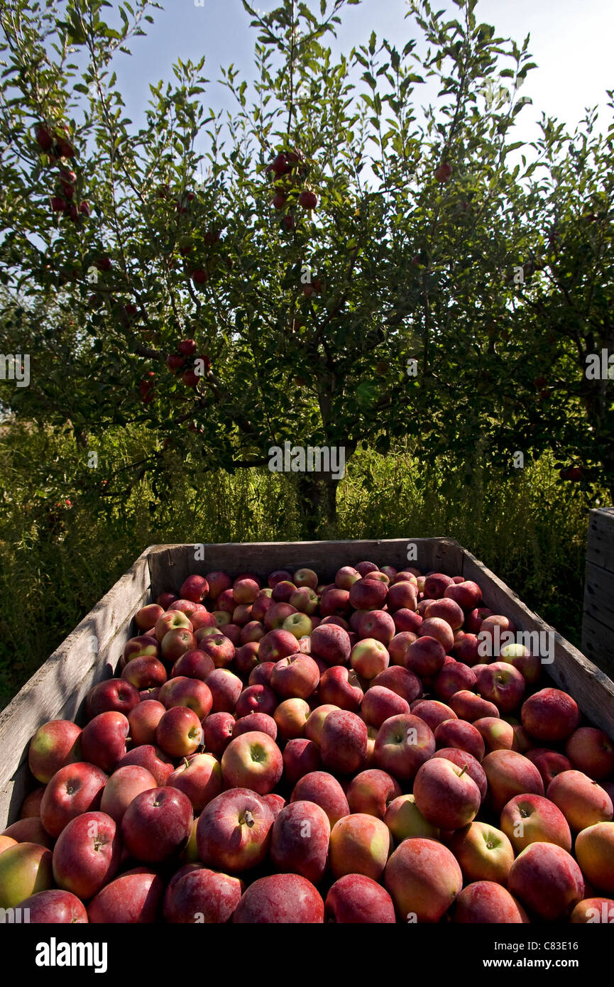 Orchard management hi-res stock photography and images - Alamy