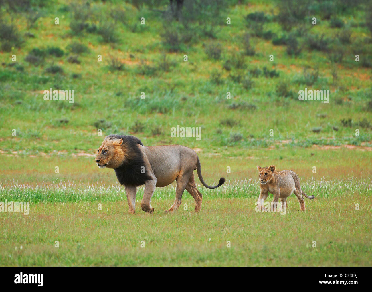 Male lion with cub hi-res stock photography and images - Alamy
