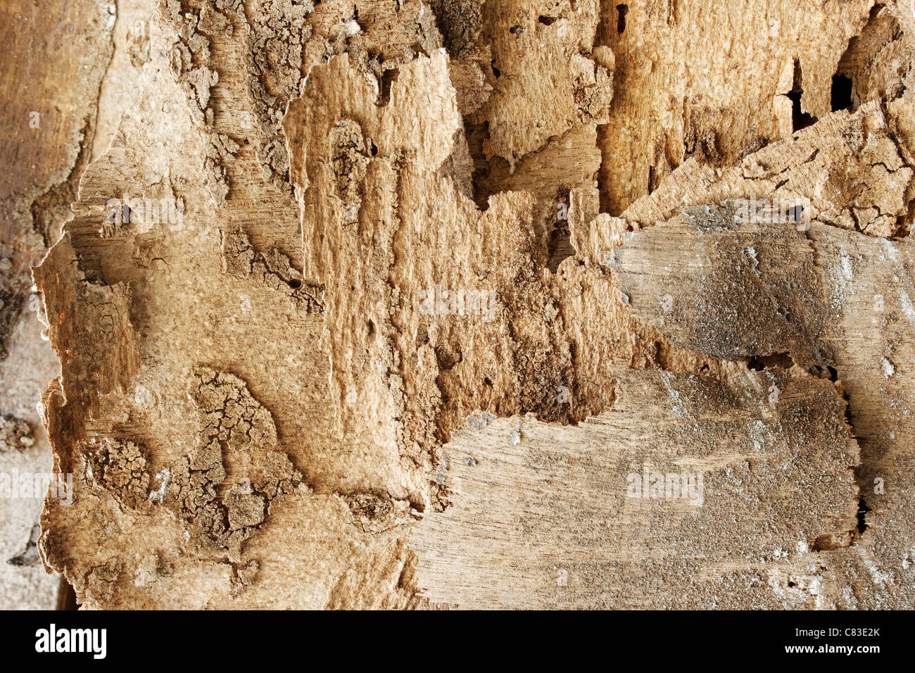 landscape portrait of timber attacked and textured by termites copy ...